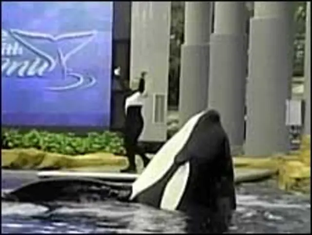 Orca arrastró a su entrenadora a la muerte por el cabello - BBC News Mundo