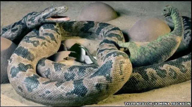 Ditemukan ular pemangsa dinosaurus - BBC News Indonesia