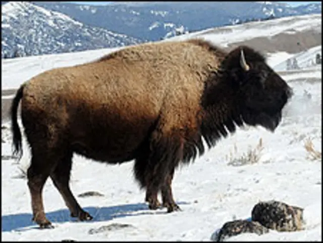 El regreso del bisonte - BBC News Mundo