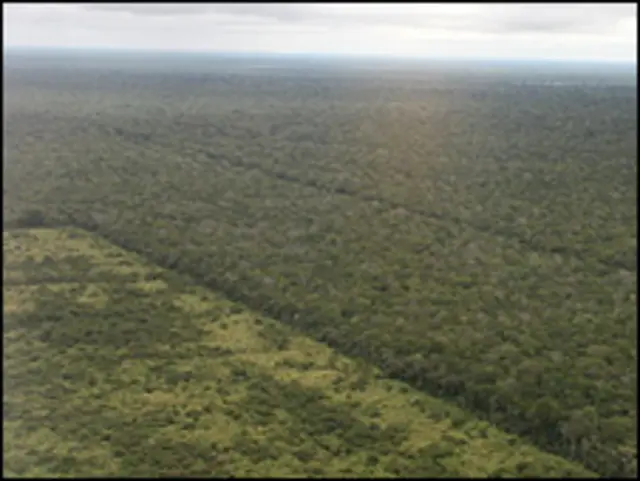 Denuncian la destrucción del Chaco - BBC News Mundo