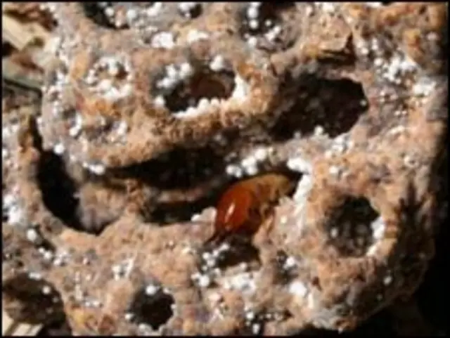 La termita, la verdadera reina de África - BBC News Mundo