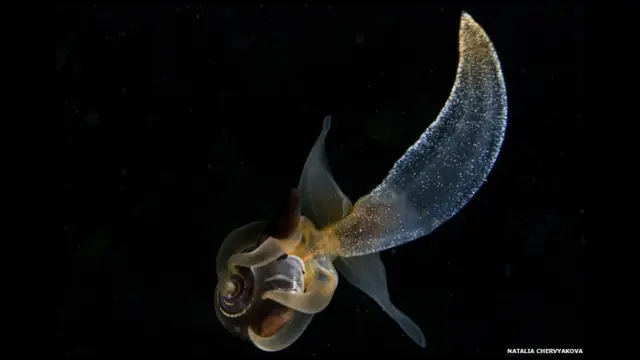 Ángeles y diablos bajo el Ártico - BBC News Mundo