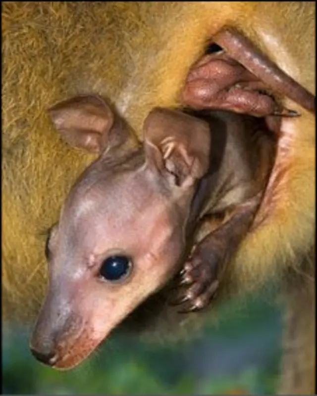 Hewan berkantung Aussie dari Amerika - BBC News Indonesia