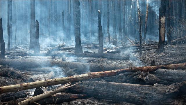 Galería Incendios Forestales En Rusia Bbc News Mundo
