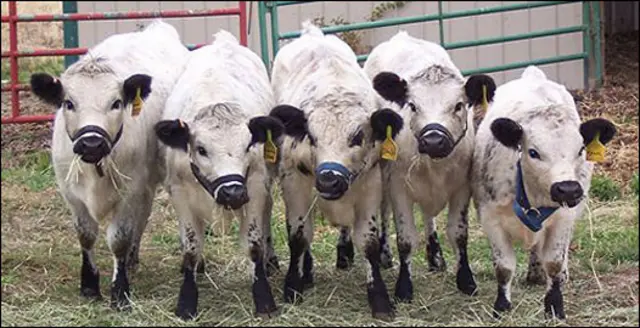 Crían vacas en miniatura para reducir emisiones de metano - BBC News Mundo