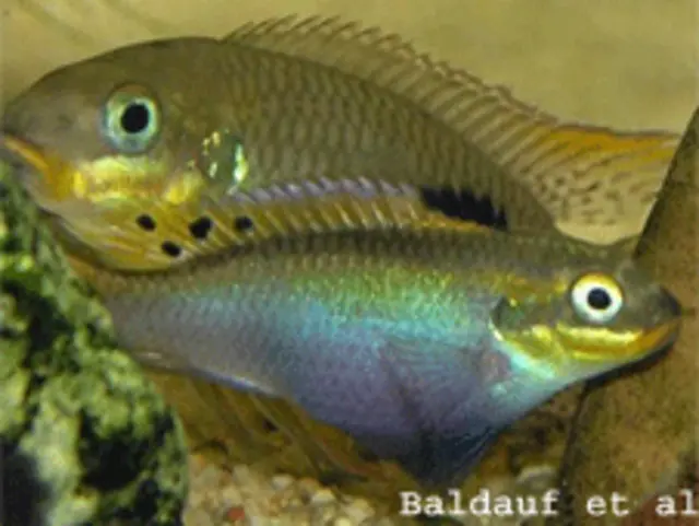 Los peces machos prefieren a hembras de aleta grande - BBC News Mundo