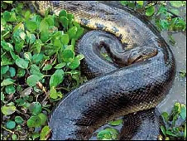 Serpientes De La Selva Amazónica Se Encuentra Una Anaconda Gigante En