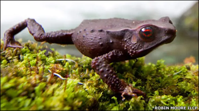Colombia: encuentran a la rana "rubí" y otras dos nuevas especies - BBC ...