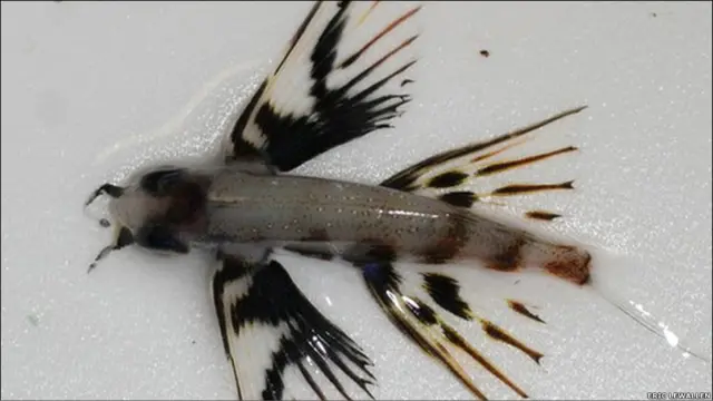 En fotos: peces voladores - BBC News Mundo