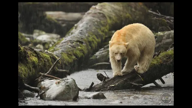 En fotos: los últimos osos Espíritu - BBC News Mundo