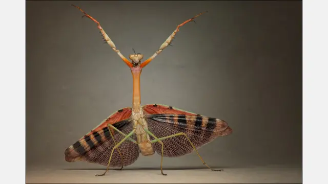 En fotos: los insectos alienígenas - BBC News Mundo