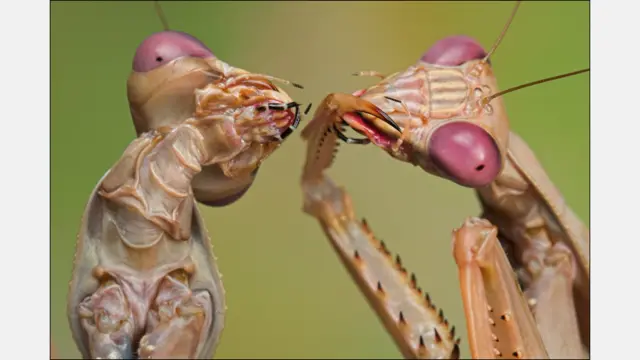 En fotos: los insectos alienígenas - BBC News Mundo