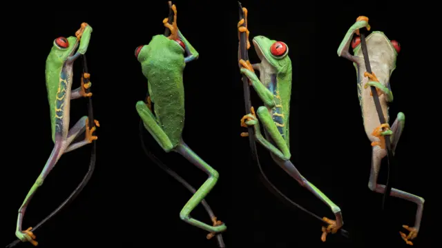 En fotos: los insectos alienígenas - BBC News Mundo