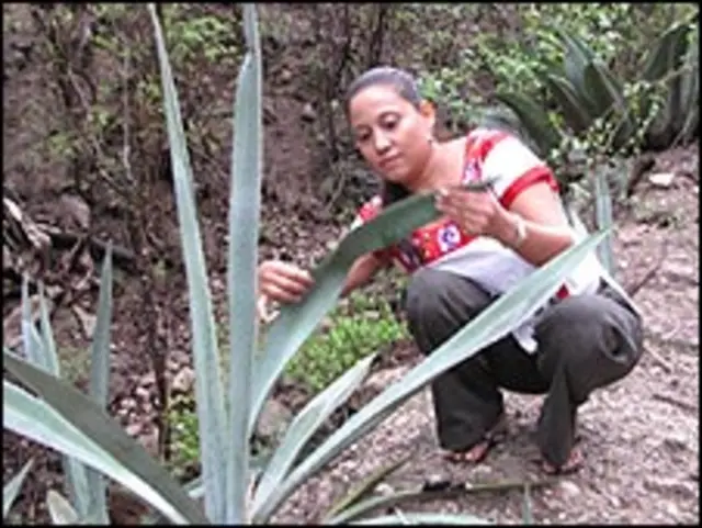 El cultivo de maguey, en riesgo en México - BBC News Mundo
