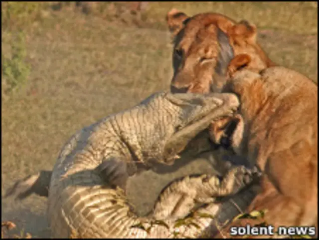 crocodile attacking lion