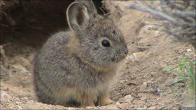 El Año del Conejo (en peligro) - BBC News Mundo
