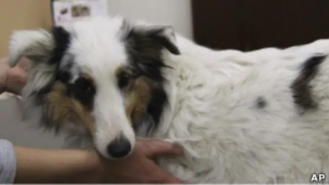 Los perros ayudan a familias con autismo - BBC News Mundo