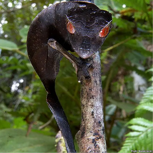 Animales Raros En El Mundo 22 Fotos De Animales Raros Que Existen En