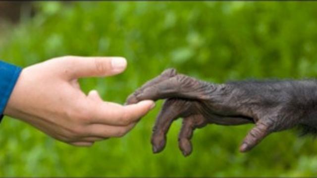 ¿Avanzamos hacia un "Planeta de los Simios"? - BBC News Mundo