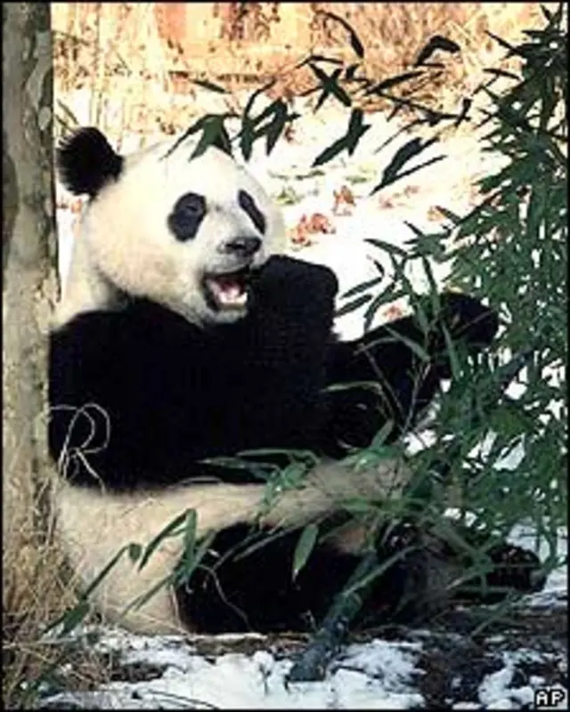 Las heces de los osos panda podrían revolucionar los biocombustibles ...