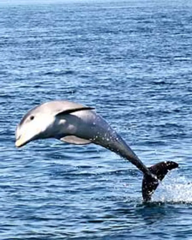 Descubren nueva especie de delfín - BBC News Mundo