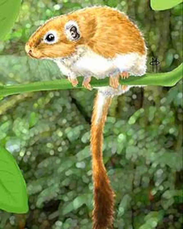 Hallan en Perú fósiles de roedores más antiguos de Sudamérica - BBC ...