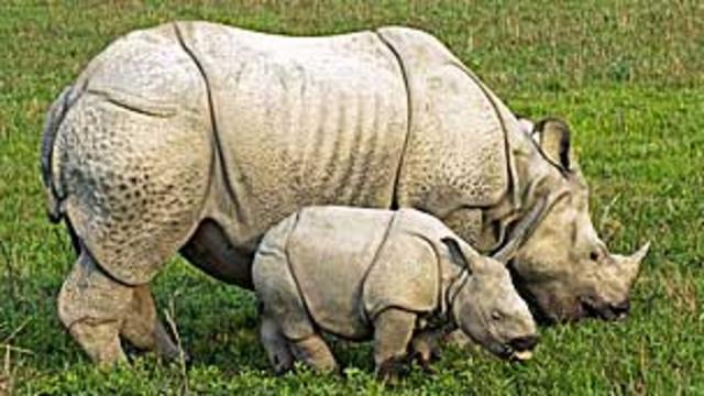 Se extinguió el rinoceronte de Java en Vietnam - BBC News Mundo