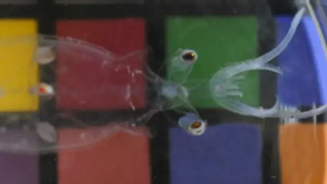 De cómo un calamar y un pulpo transparentes se hacen de color - BBC ...