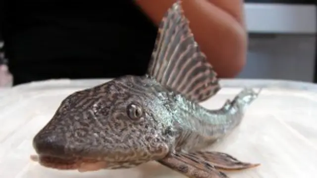 El Pez Diablo amenaza a México - BBC News Mundo