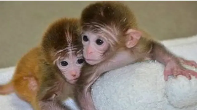 Nace "Quimera", el primer mono reproducido de embriones distintos - BBC ...