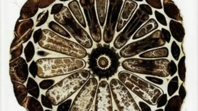 Penemuan fosil koleksi Charles Darwin - BBC News Indonesia