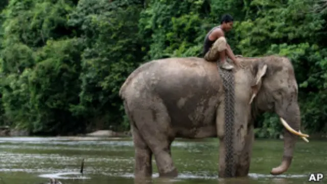 WWF: Gajah Sumatera terancam punah dalam 30 tahun - BBC News Indonesia