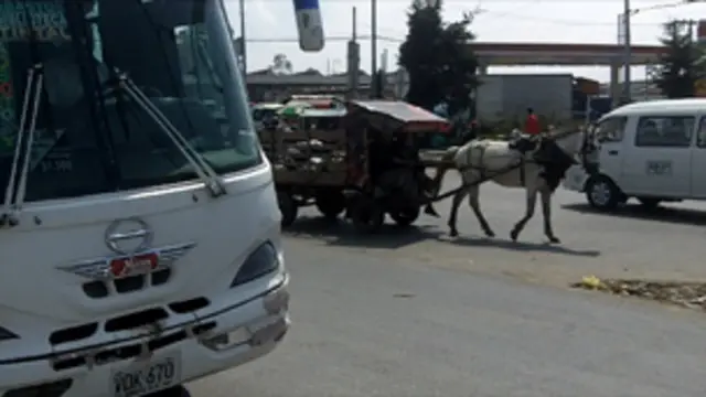 Las zorras colombianas se resisten a morir - BBC News Mundo