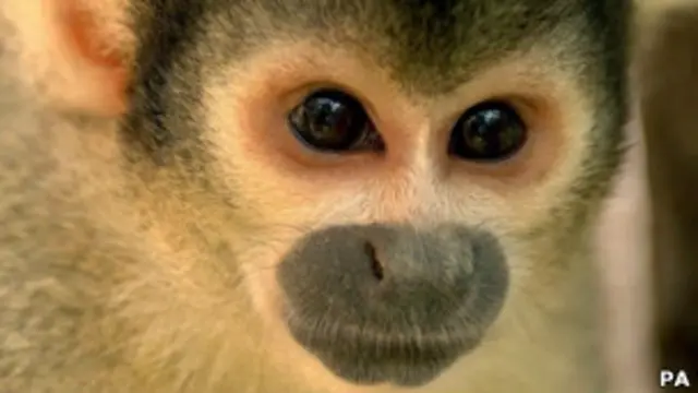 ¿Cuándo un dedo se volvió ofensivo? - BBC News Mundo