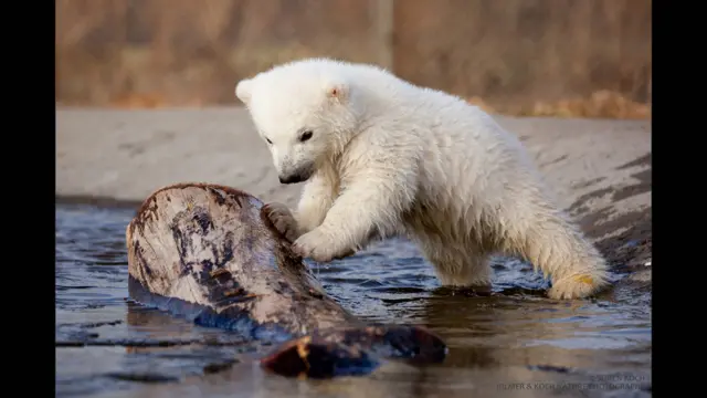 Webcam ao vivo vai revelar cada passo de urso polar bebê - BBC News Brasil