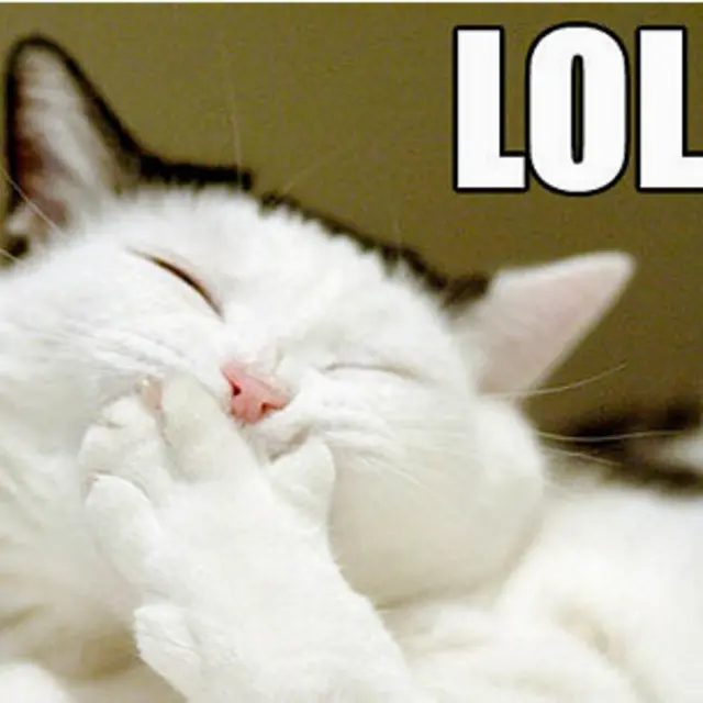 La importancia de los gatos y los memes en internet - BBC News Mundo