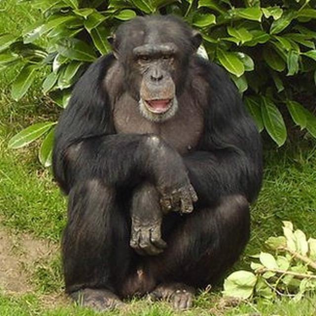 Los simios que se enferman del corazón en el zoológico - BBC News Mundo