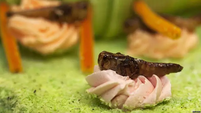 En fotos: insectos para el postre - BBC News Mundo