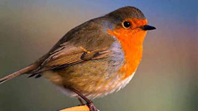 Las aves con plumaje rojizo o naranja tienen más problemas visuales ...