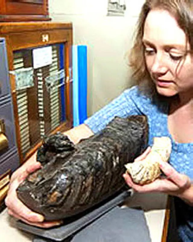 Descubren el mamut más pequeño conocido hasta ahora - BBC News Mundo