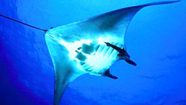 En México revelan secretos de la misteriosa mantarraya - BBC News Mundo