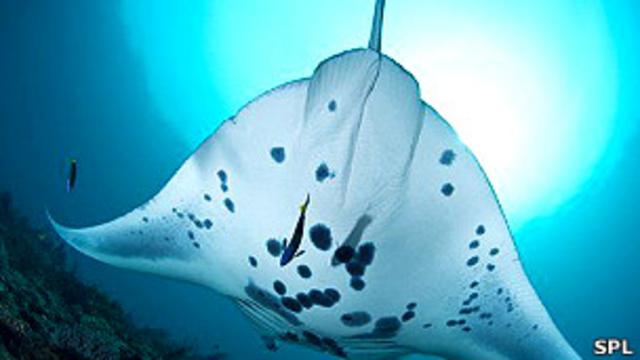 En México revelan secretos de la misteriosa mantarraya - BBC News Mundo