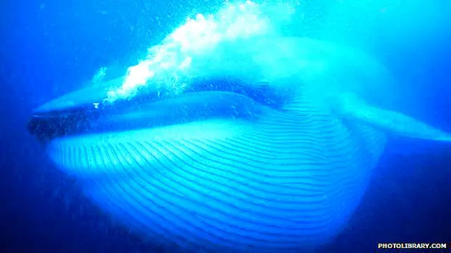 ballena azul