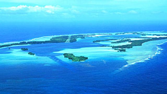 ¿Qué tiene que ver la copa de un árbol con una mantarraya? - BBC News Mundo