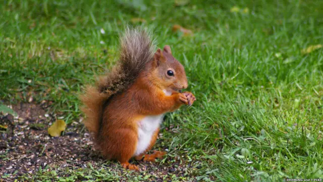 Exposição revela mistérios da percepção visual dos bichos - BBC News Brasil