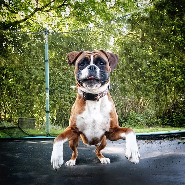 Perros En Poses Divertidas 40 Ideas De Poses De Perritos En 2025