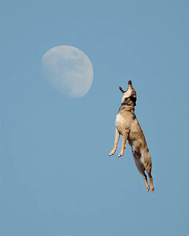 Perros En Poses Divertidas 40 Ideas De Poses De Perritos En 2025
