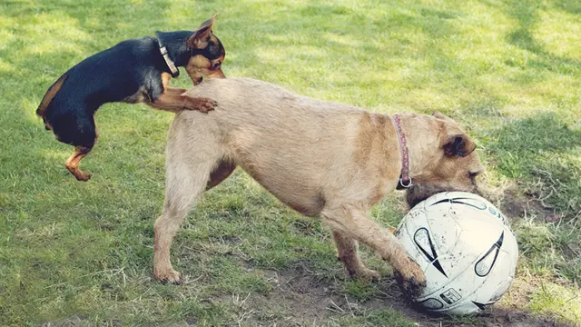 En fotos: los perros en sus poses más curiosas - BBC News Mundo