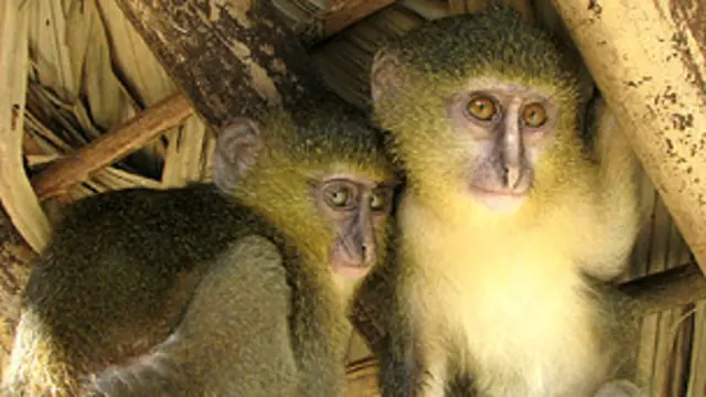 Descubren nueva especie de mono en África - BBC News Mundo