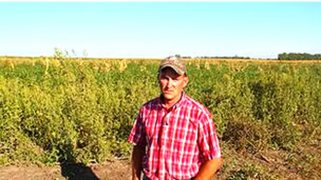 Polémico maíz para combatir "supermalezas" en EE.UU. - BBC News Mundo